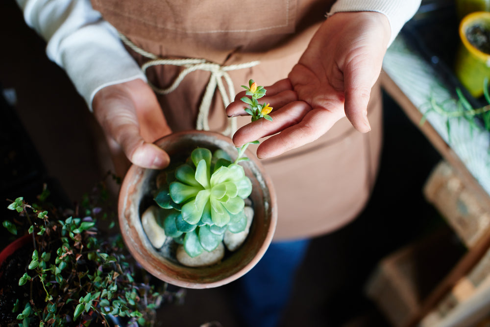 Cactus and Succulent food – Grow Buddha