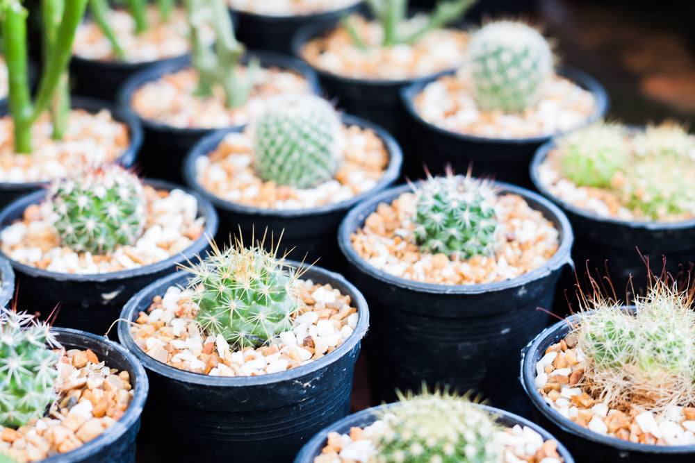 Growing Cactus from seeds – Grow Buddha